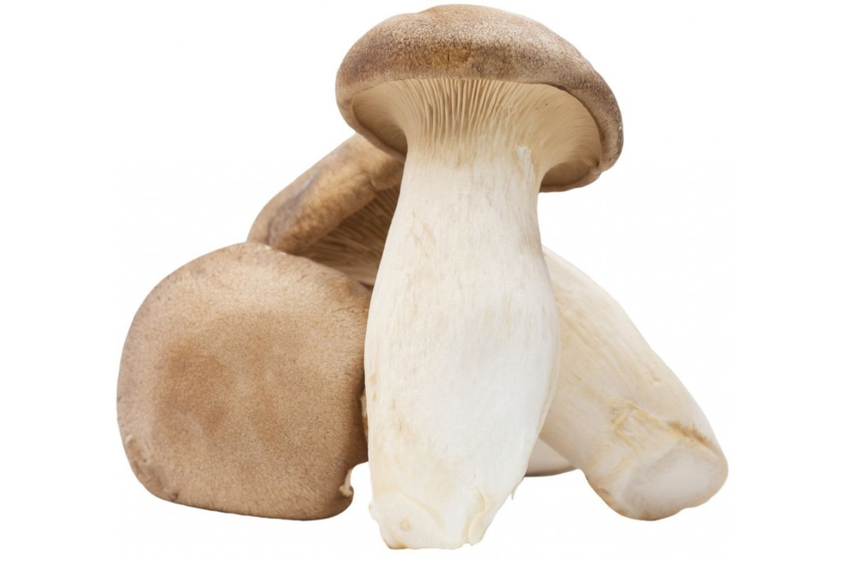 Гриби Ерінги